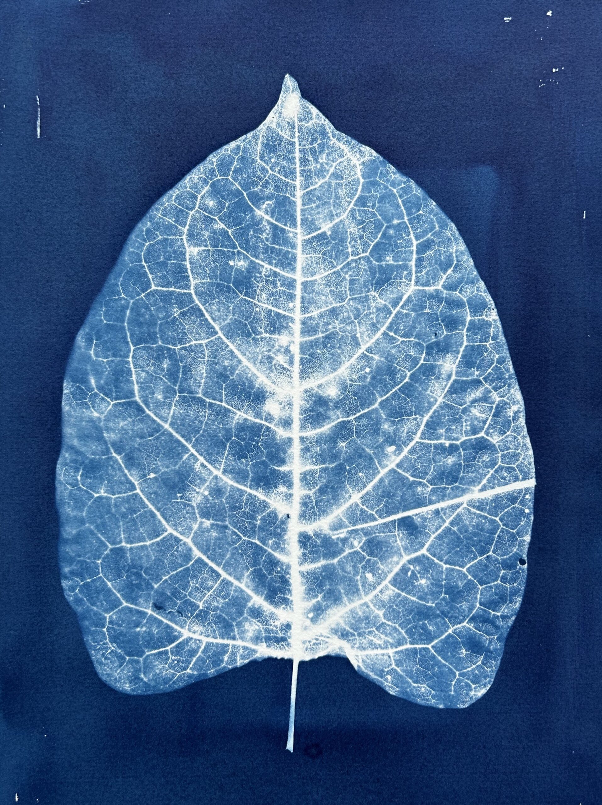 bluelou studio - bluelou studio - cyanotypi